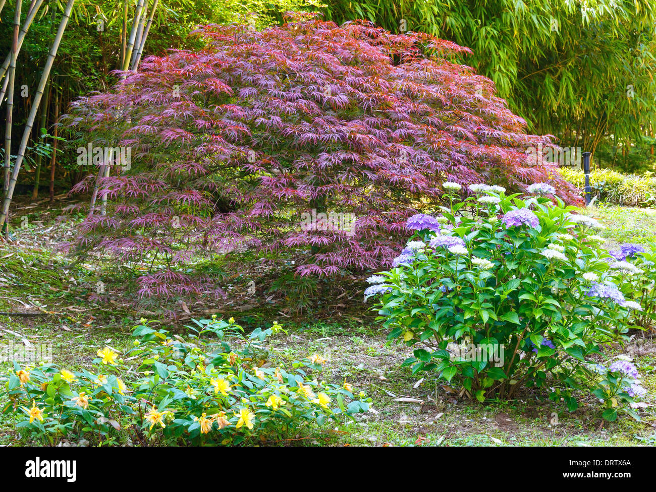 Grove of bamboo tree, pink arbuscle tree and flowers in front Stock ...