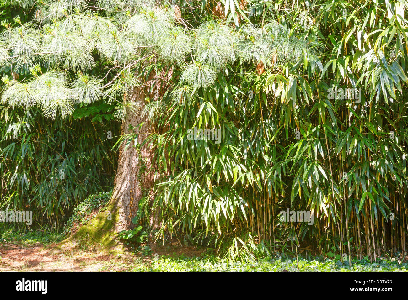 Pine tree in grove of bamboo tree Stock Photo - Alamy