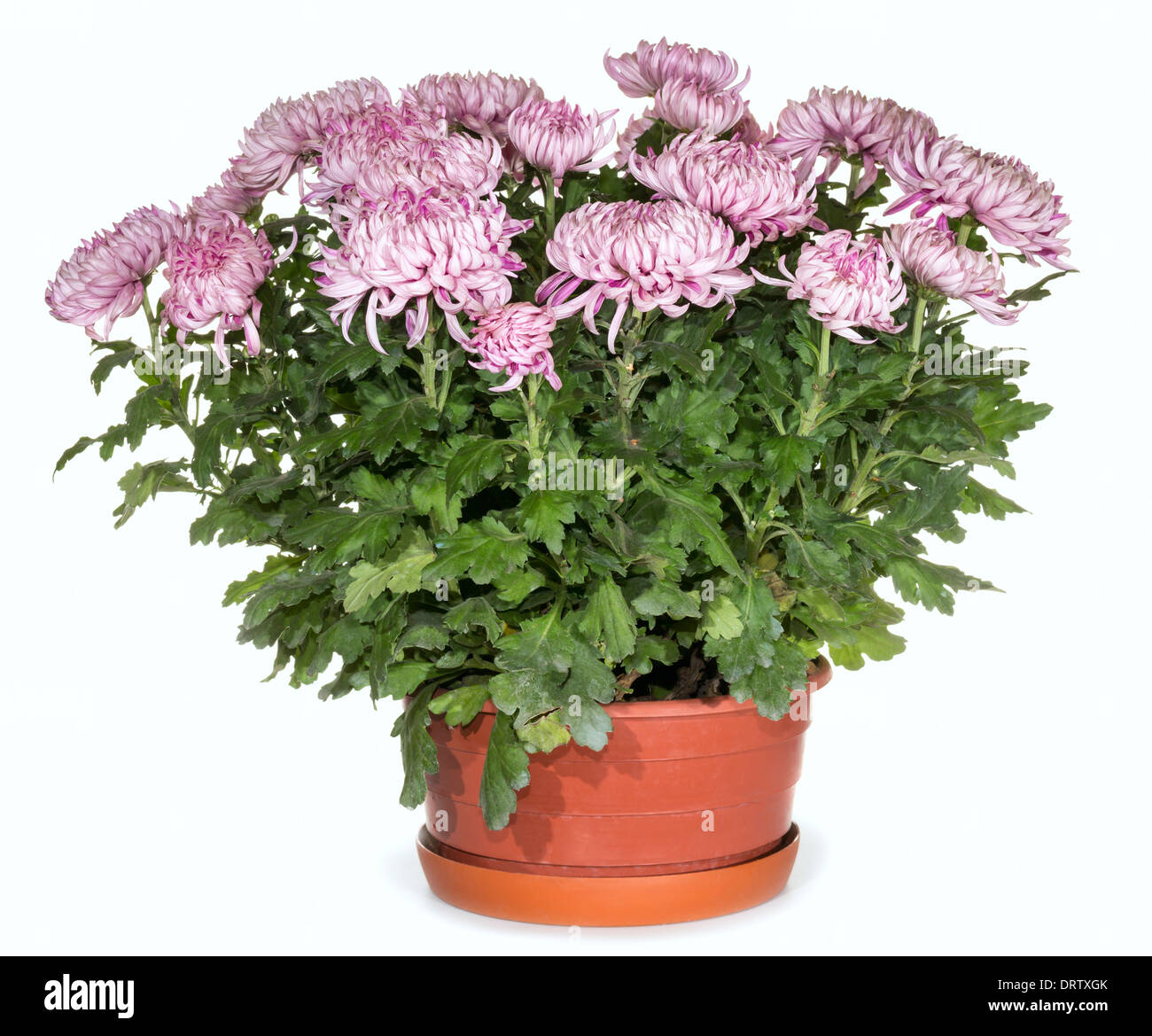 A pot of beautiful magenta chrysanthemums isolated on white background ...
