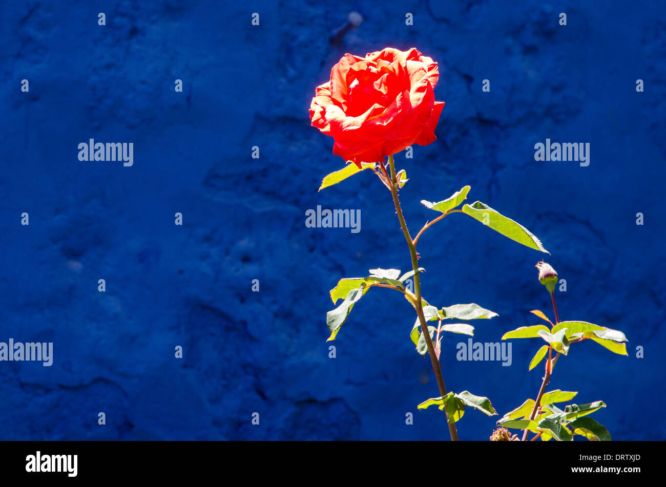 Peru rose hi-res stock photography and images - Alamy