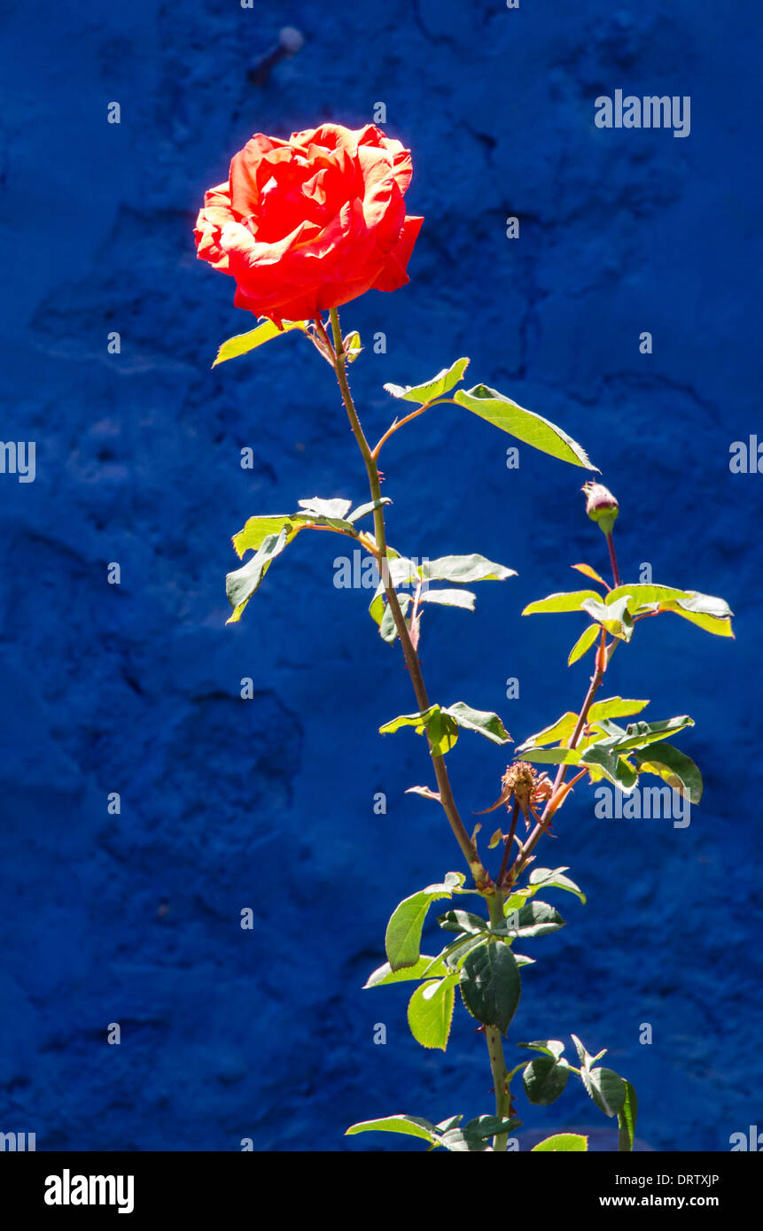 Peru Rose High Resolution Stock Photography and Images - Alamy