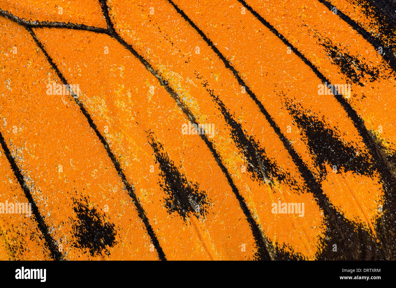 Hemoboia leucippe hi-res stock photography and images - Alamy