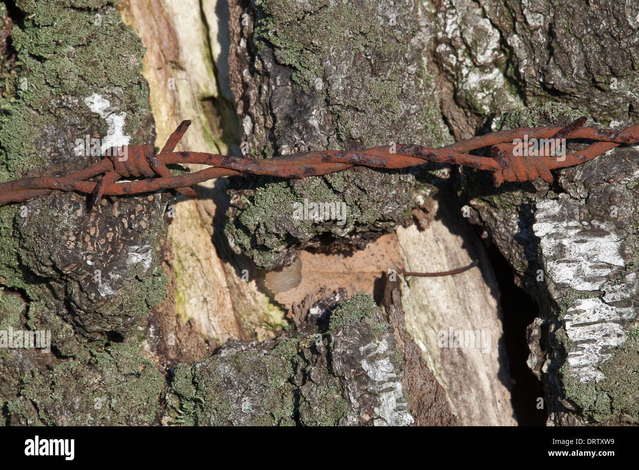 Wire birch hi-res stock photography and images - Alamy