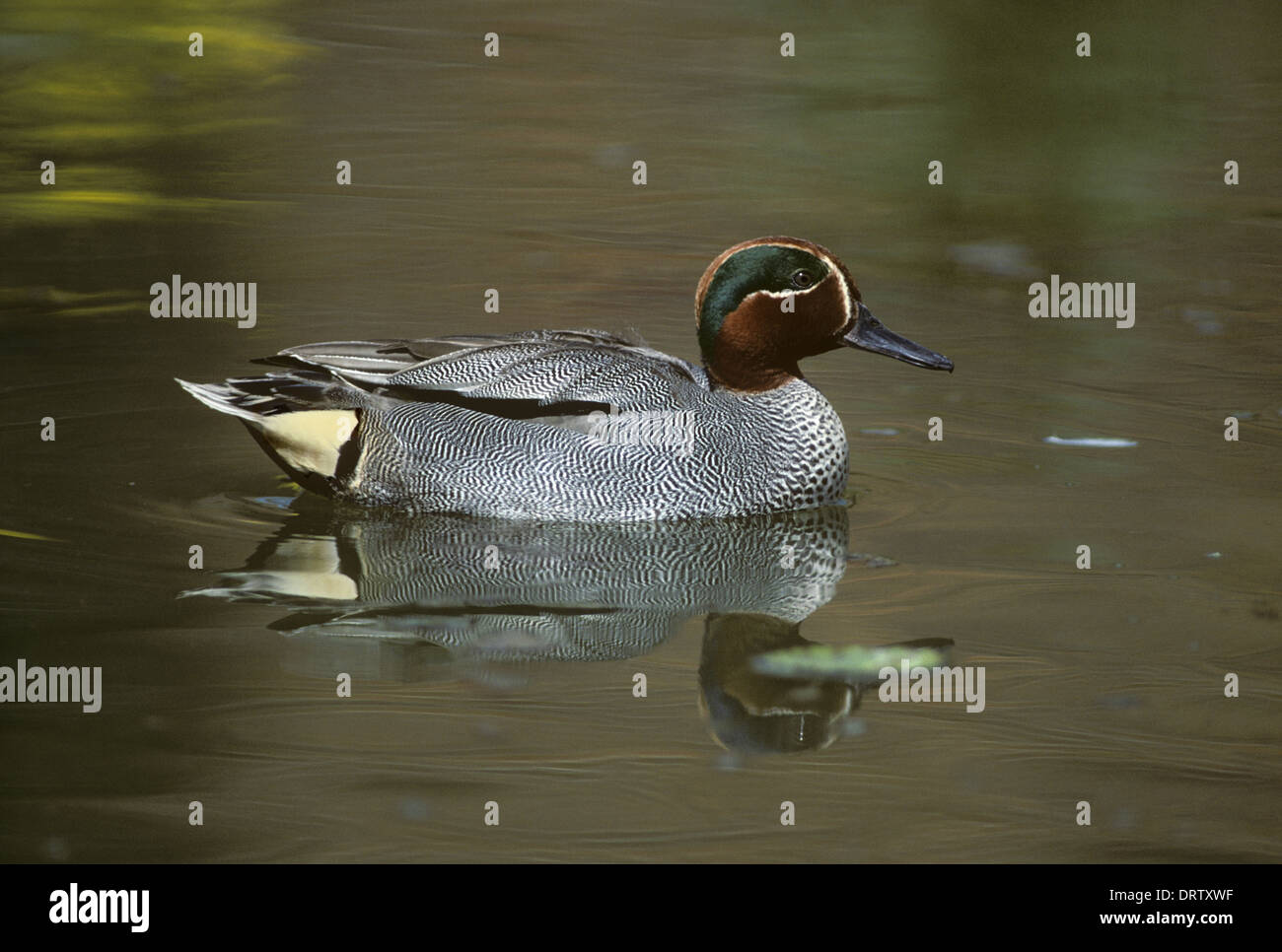 Teal Anas crecca - Male Stock Photo - Alamy