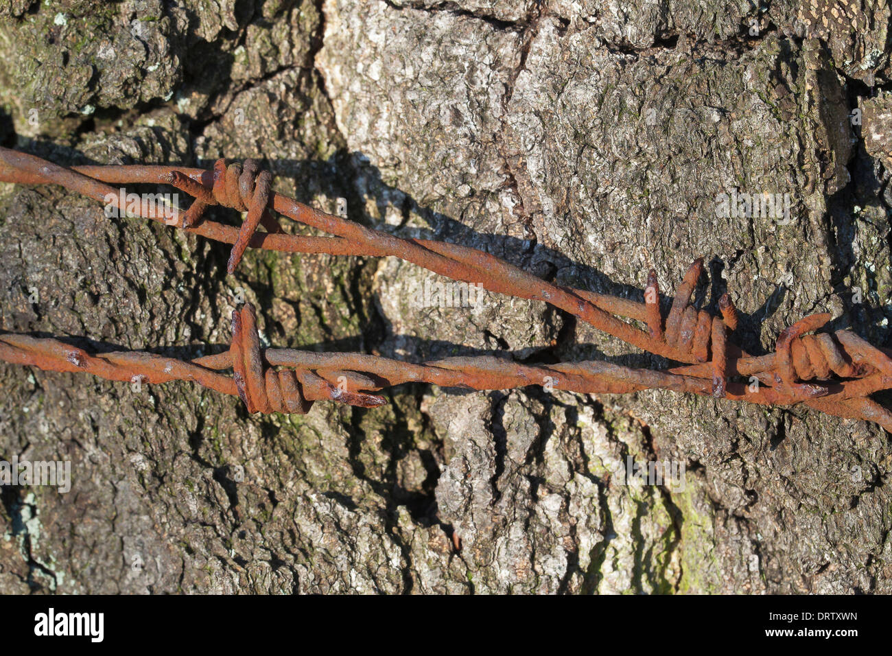 Wire birch hi-res stock photography and images - Alamy