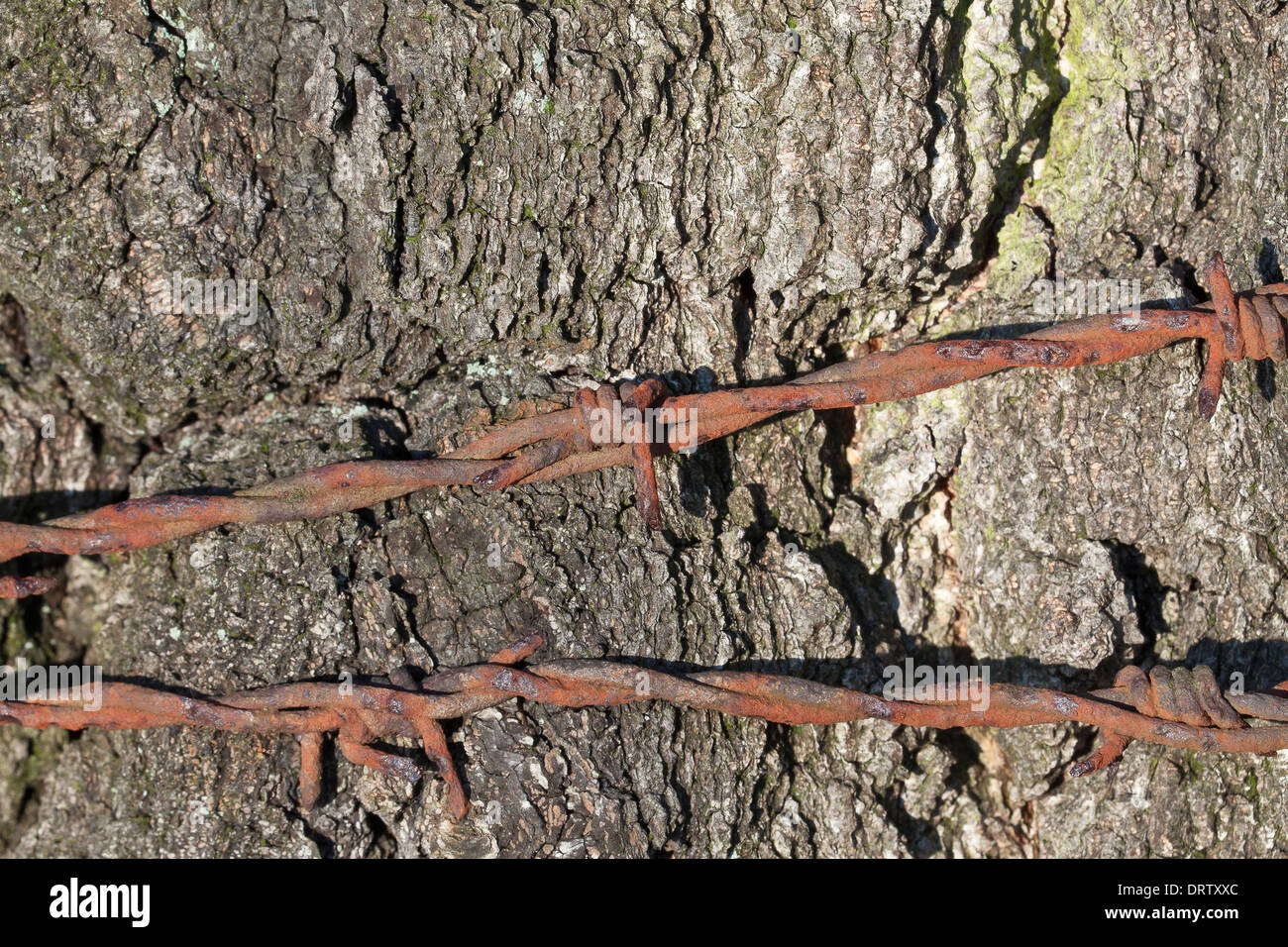 Birch bark with ingrown barbed wire Stock Photo - Alamy