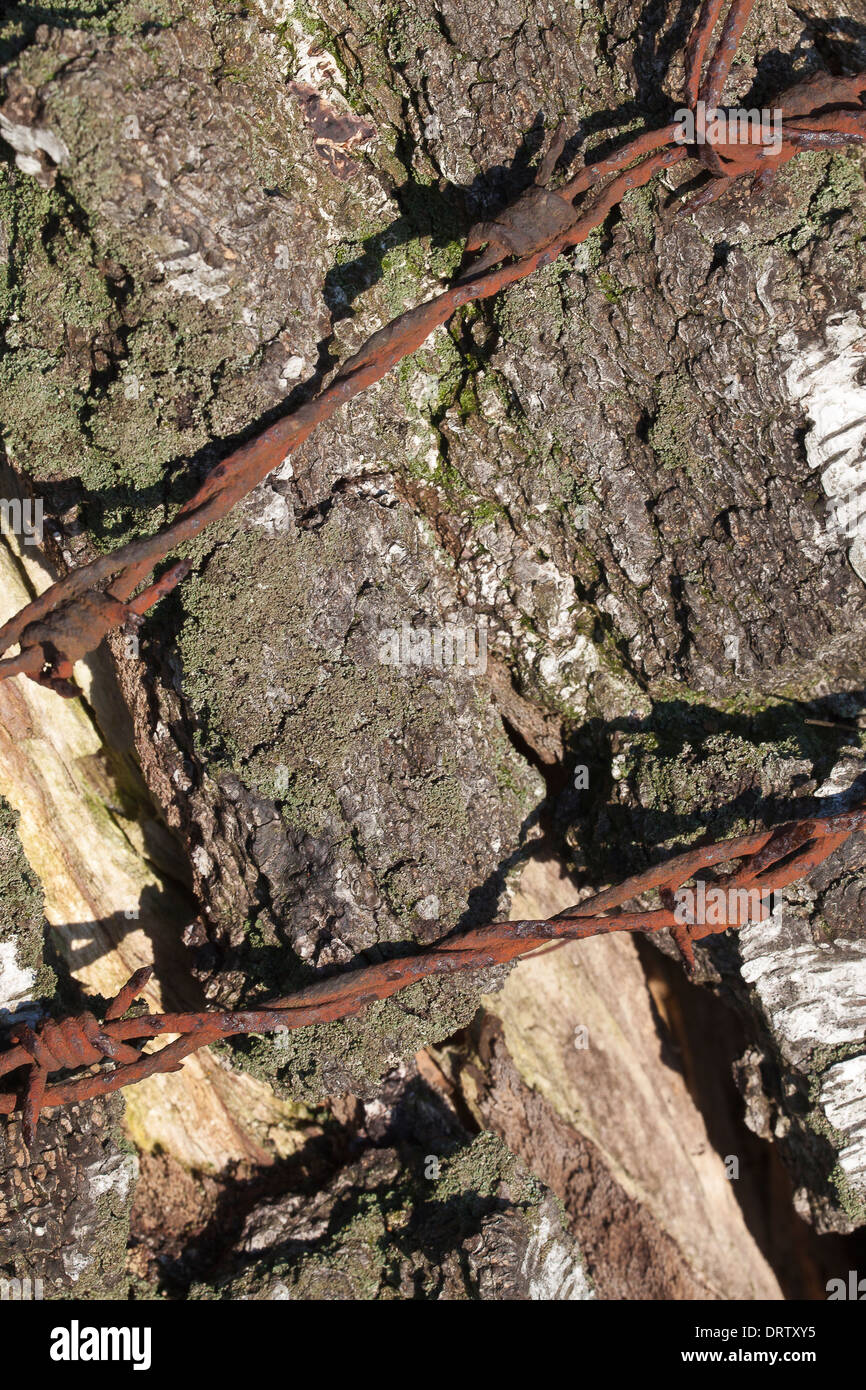 Birch bark with ingrown barbed wire Stock Photo - Alamy