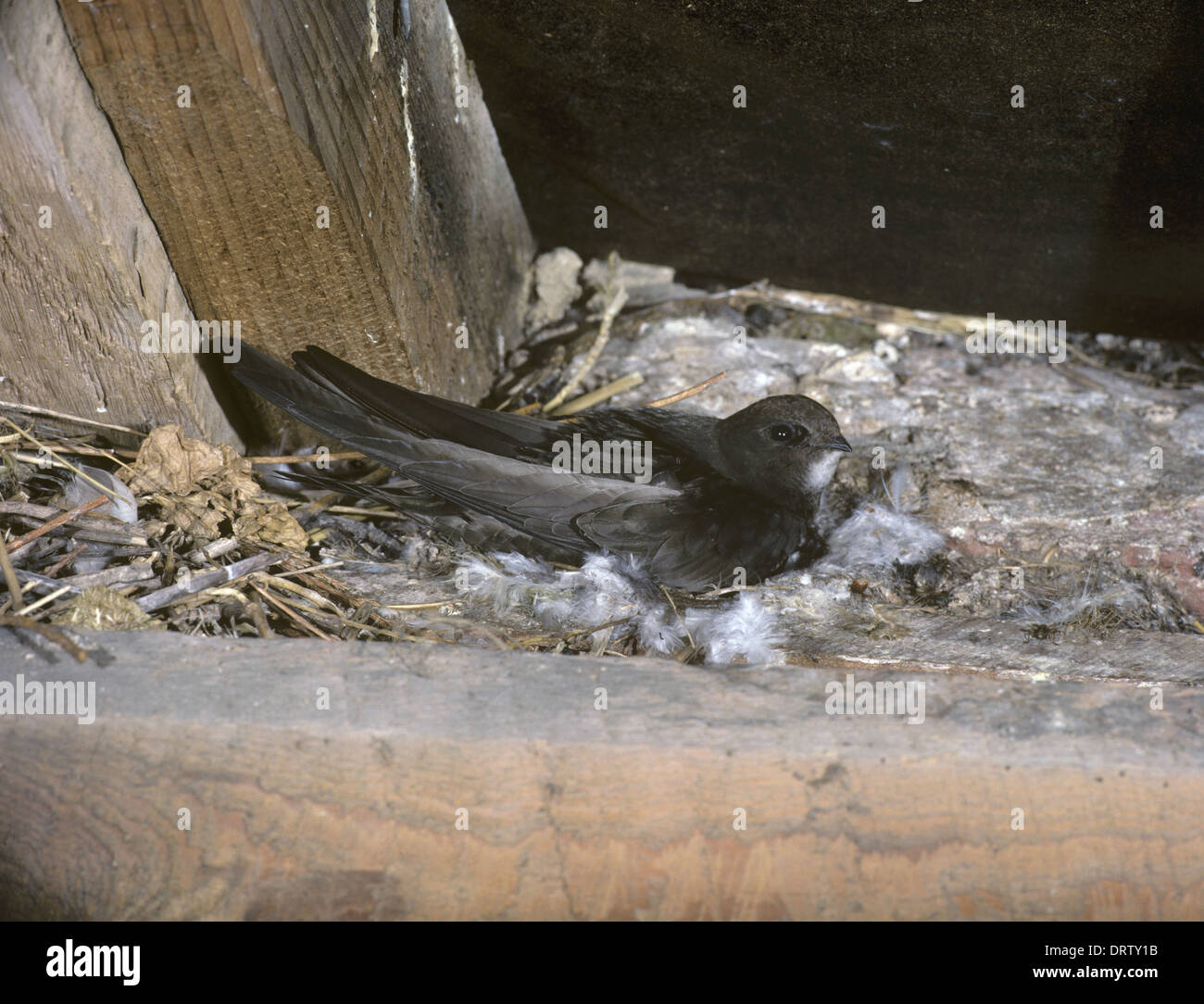 Swift Apus apus Stock Photo - Alamy