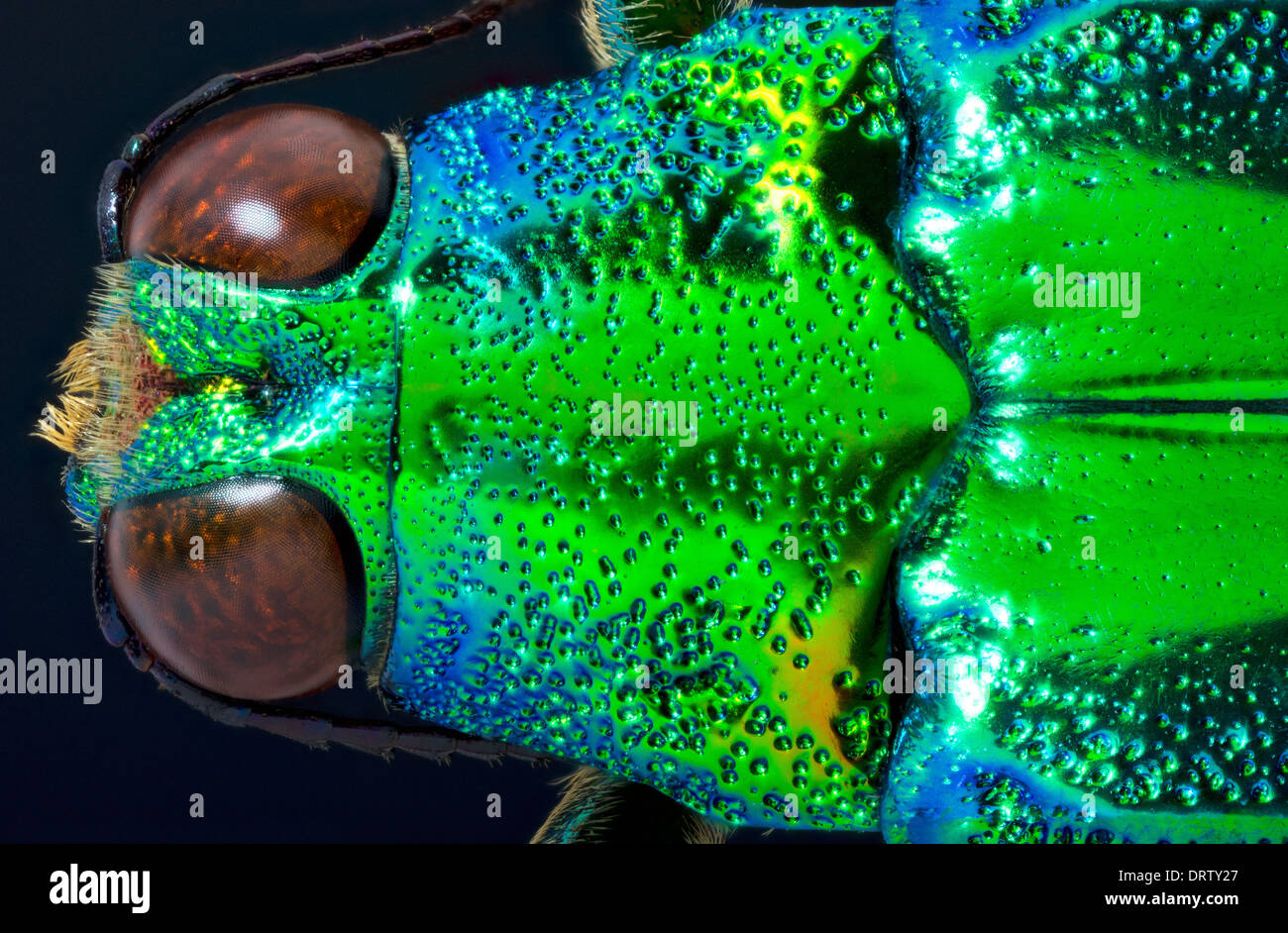 Pronotum hi-res stock photography and images - Alamy