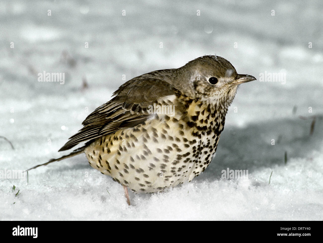 Mistle thrush song thrush hi-res stock photography and images - Alamy