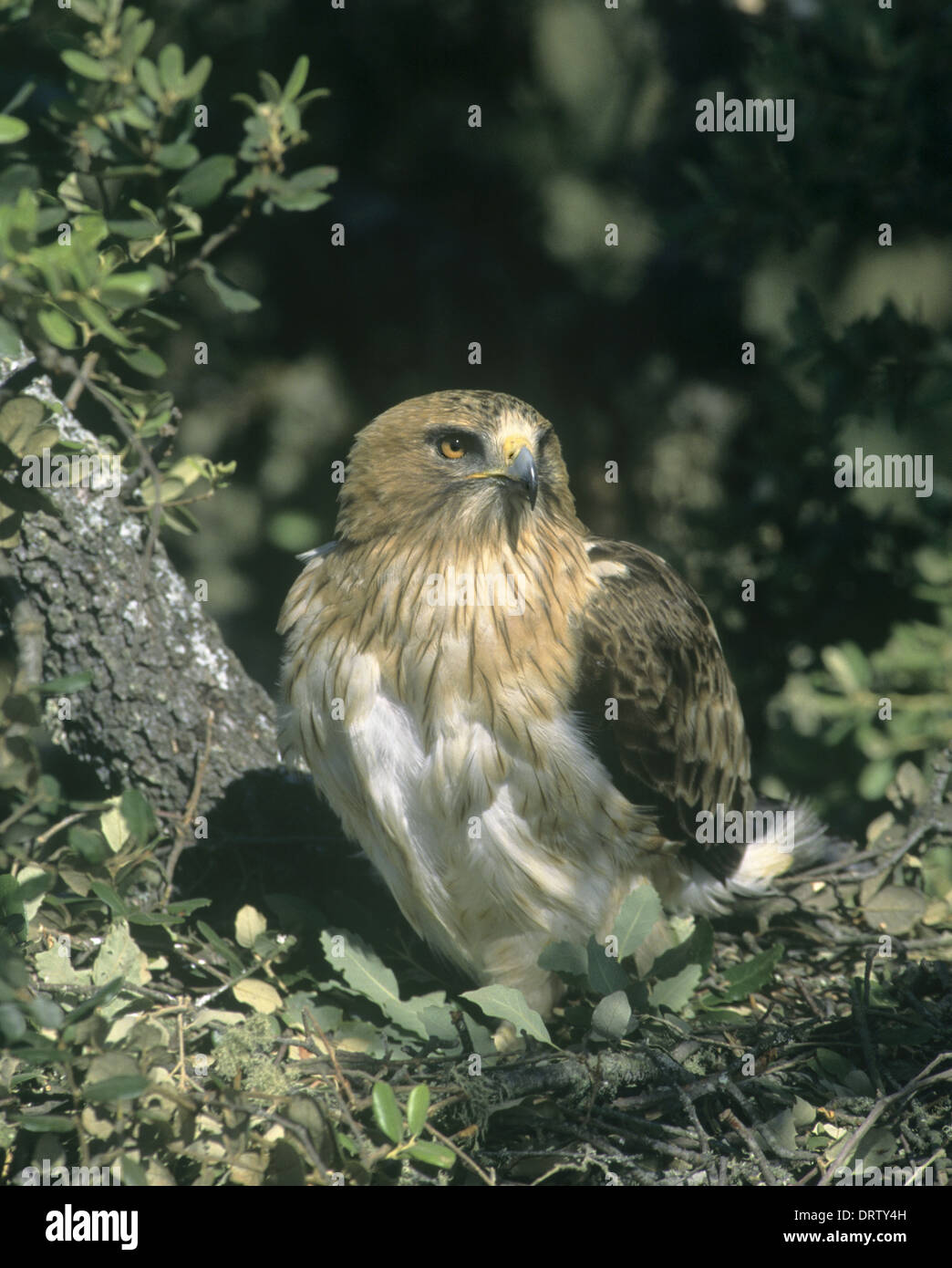 Booted Eagle - Hieraaetus pennatus Stock Photo - Alamy