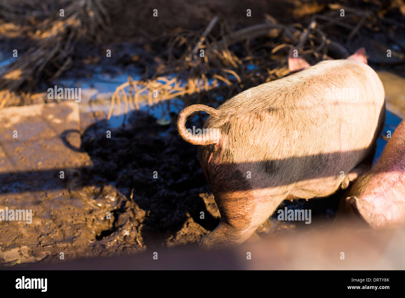 Pig pen hi-res stock photography and images - Alamy