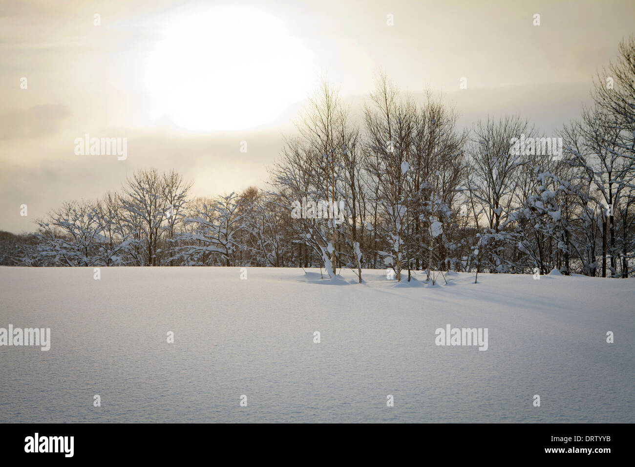 Niseko winter trees hi-res stock photography and images - Alamy