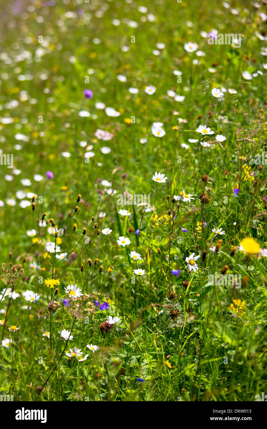National flower of switzerland hi-res stock photography and images - Alamy