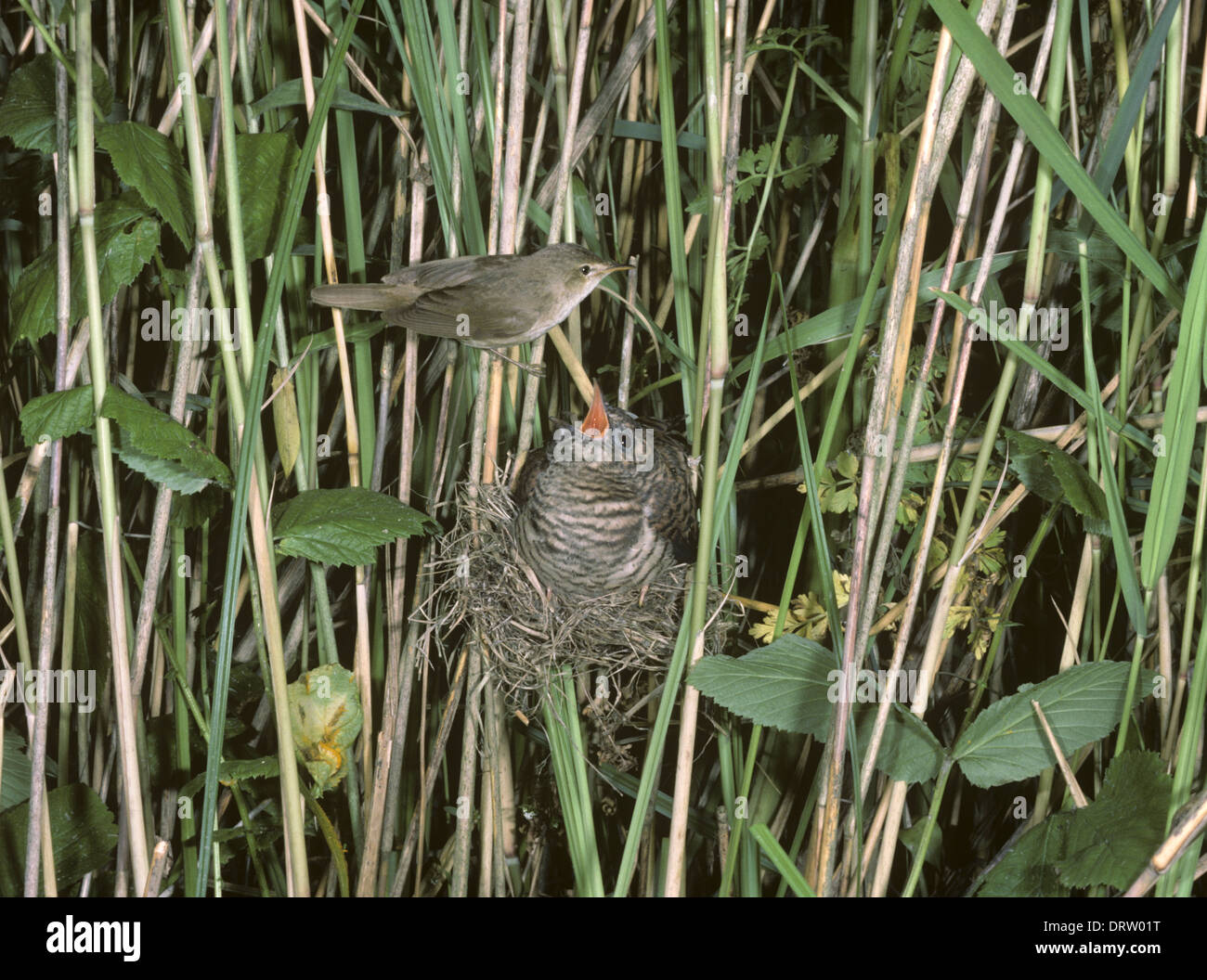 Reed Warbler Feeding Cuckoo High Resolution Stock Photography and ...