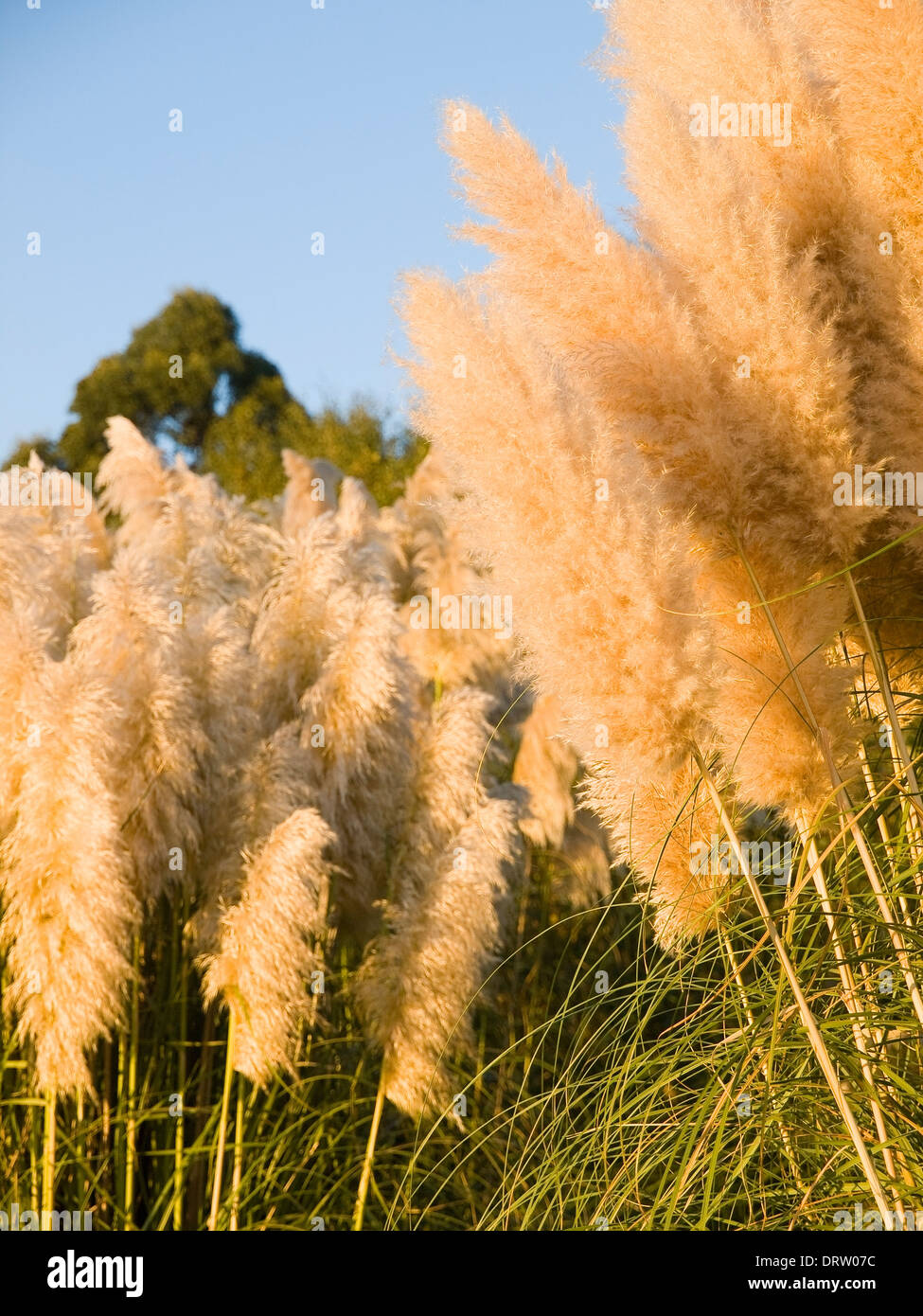 Pampas grass (Cortaderia selloana) in the afternoon with sunlight Stock ...