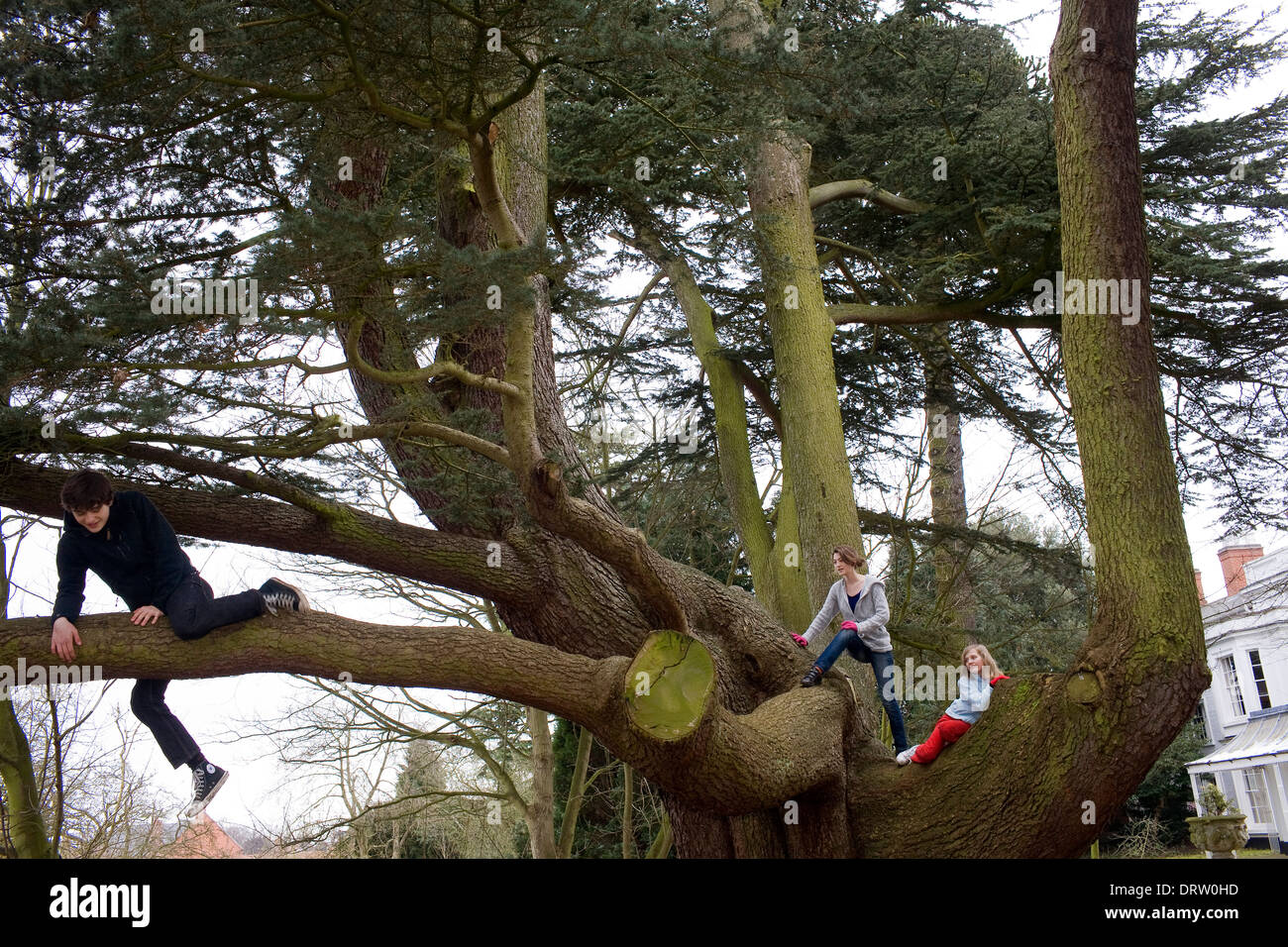 Three kids climb a large tree outside a youth hostel on a family ...