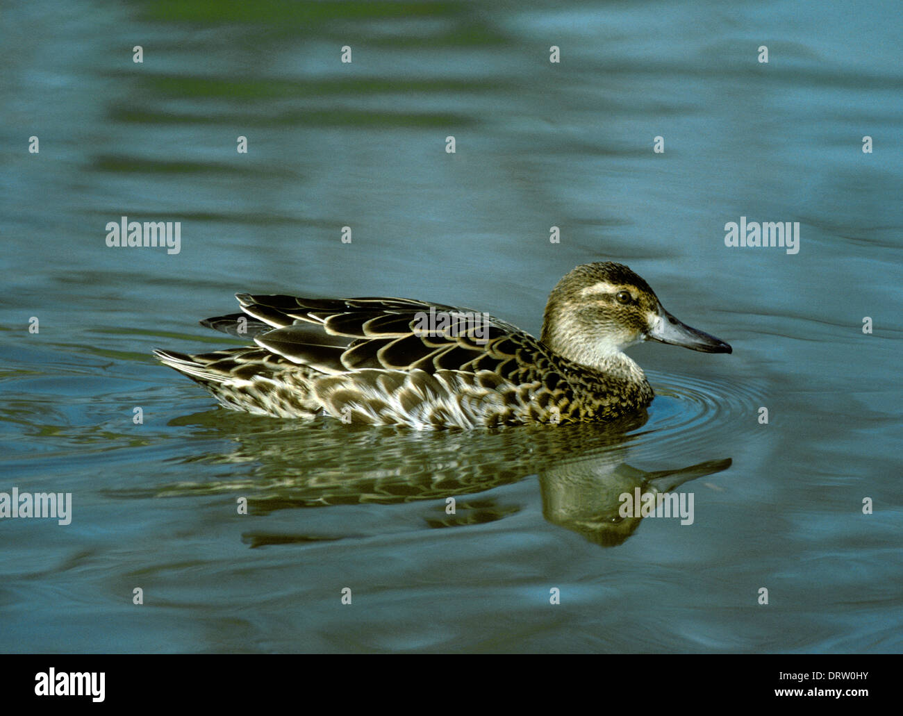 Garganey Anas querquedula - female Stock Photo - Alamy