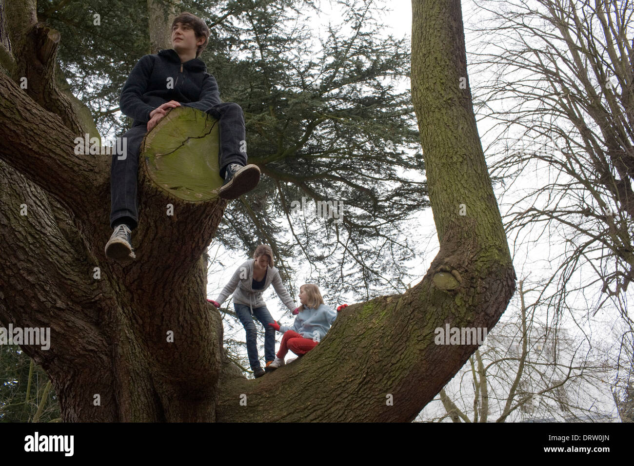 Three children climb a large tree Stock Photo - Alamy
