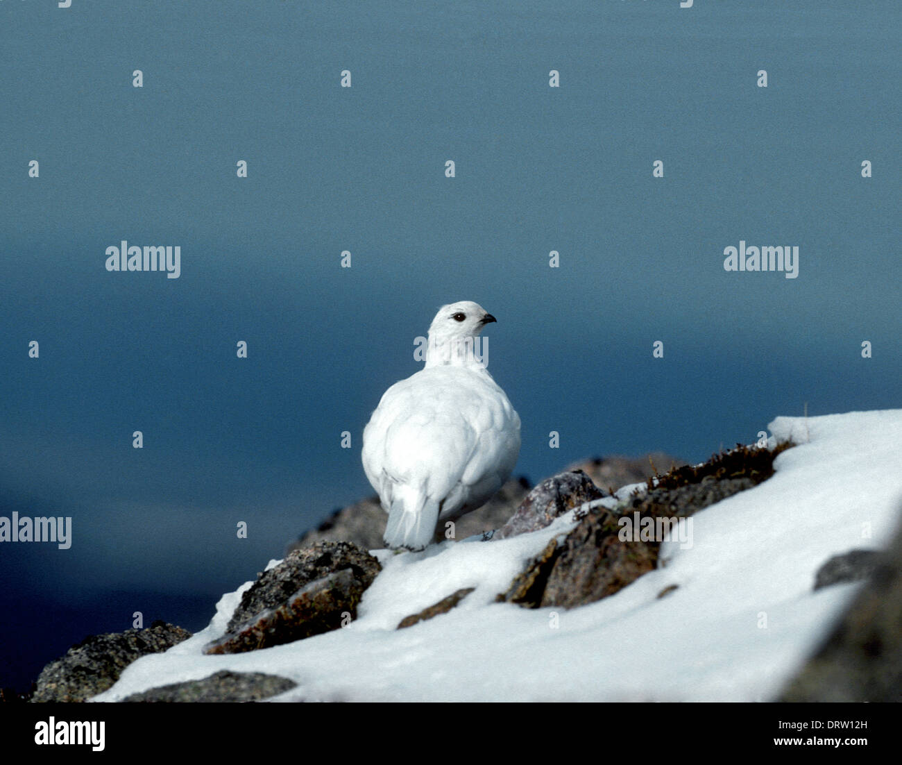 Ptarmigan on the rocks hi-res stock photography and images - Alamy