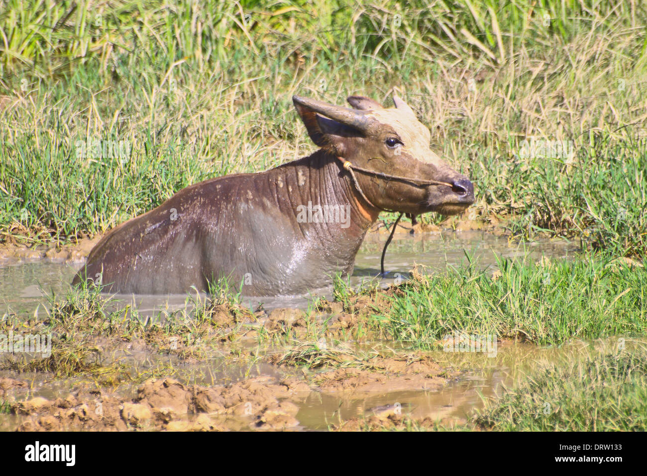 Water buffalo in mud pool hi-res stock photography and images - Alamy