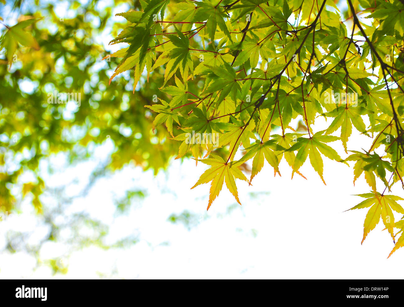 Maple tree nature hi-res stock photography and images - Alamy