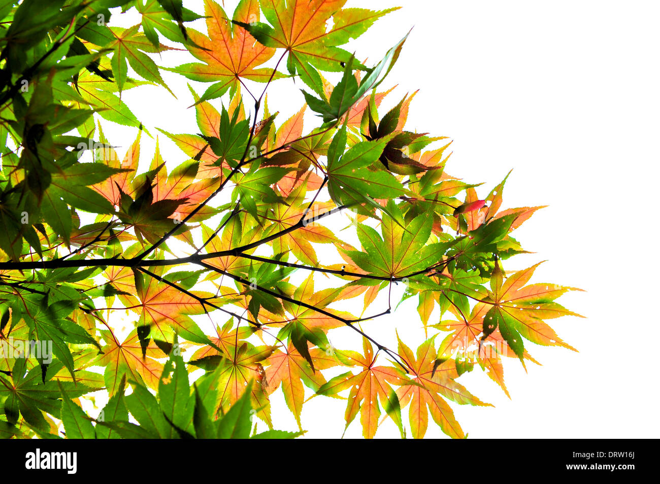 Maple tree nature hi-res stock photography and images - Alamy