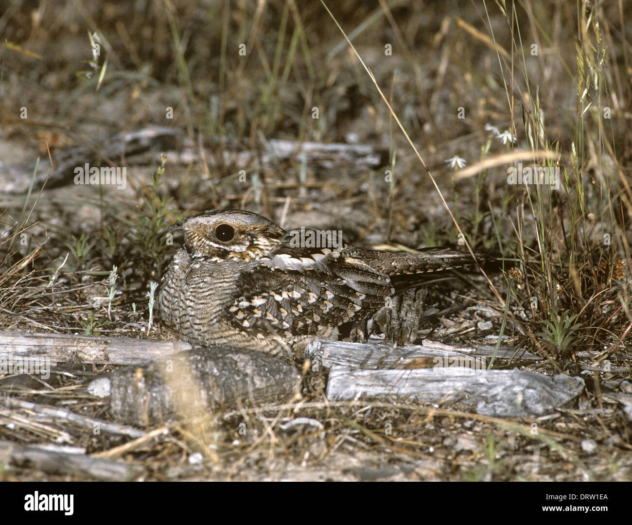 Red-necked Nightjar - Caprimulgus ruficollis Stock Photo - Alamy