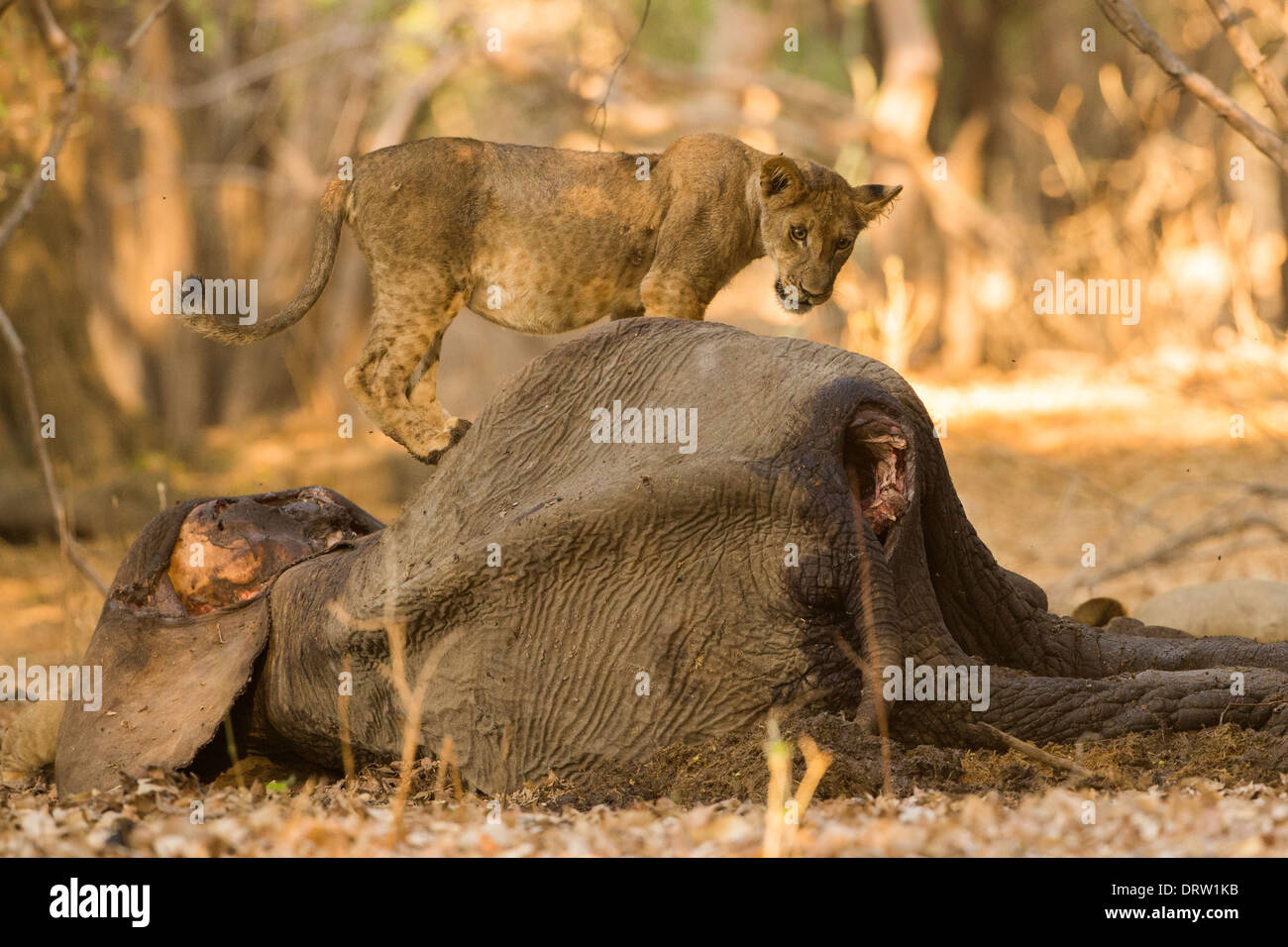 Lion cub (Panthera leo) on African Elephant calf carcass, looking at ...
