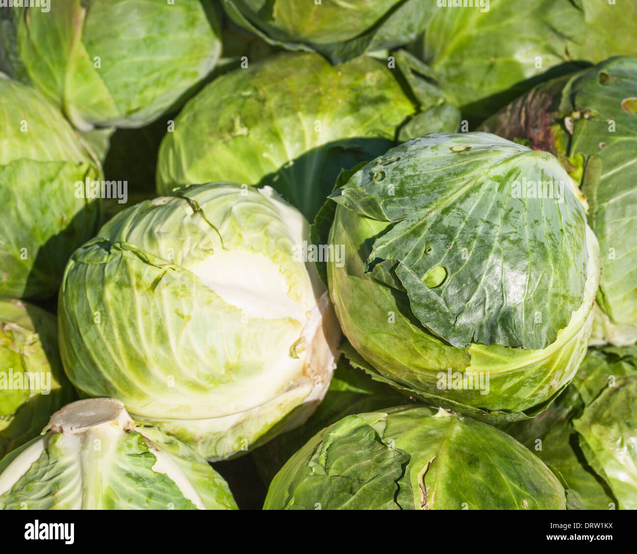 Pile of fresh ripe white cabbages at a farmers market Stock Photo - Alamy