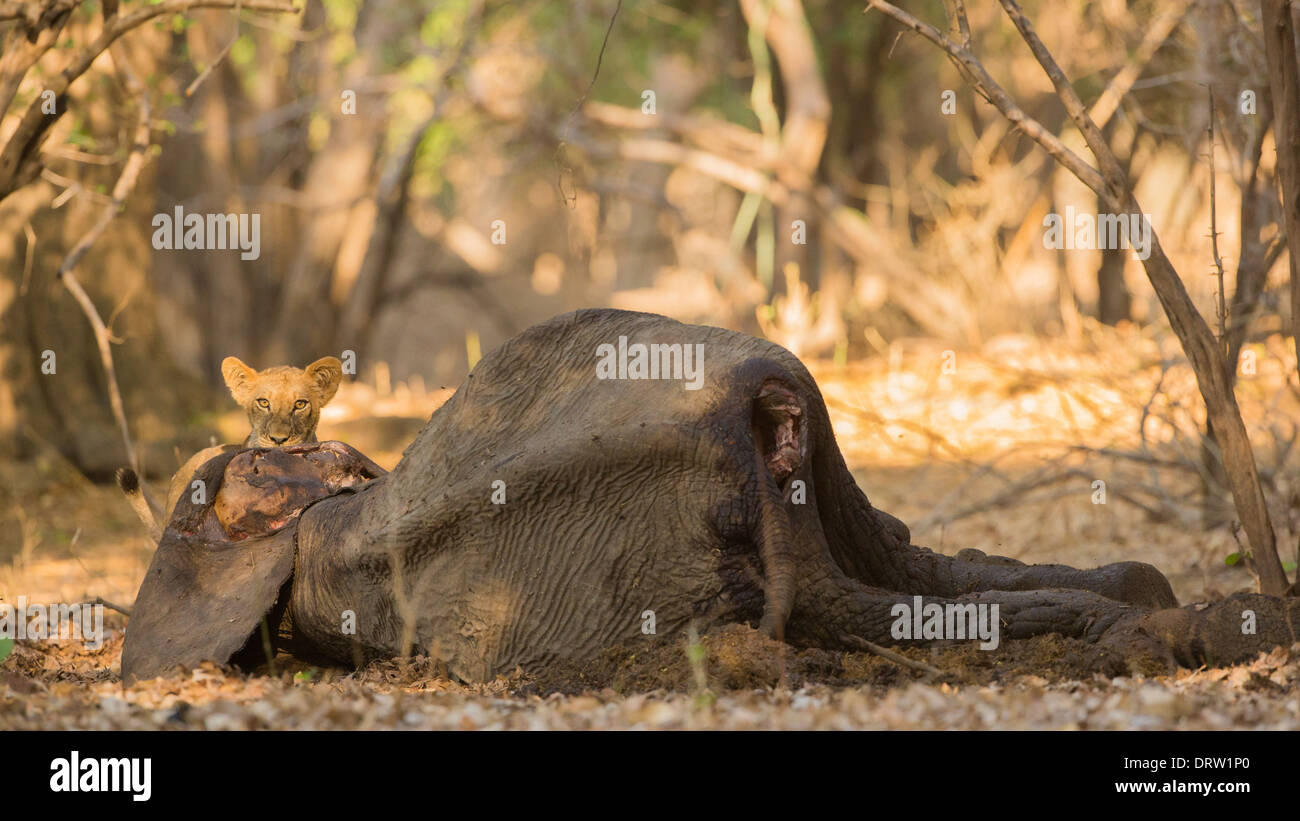 Lion cub (Panthera leo) on African Elephant calf carcass, looking at ...