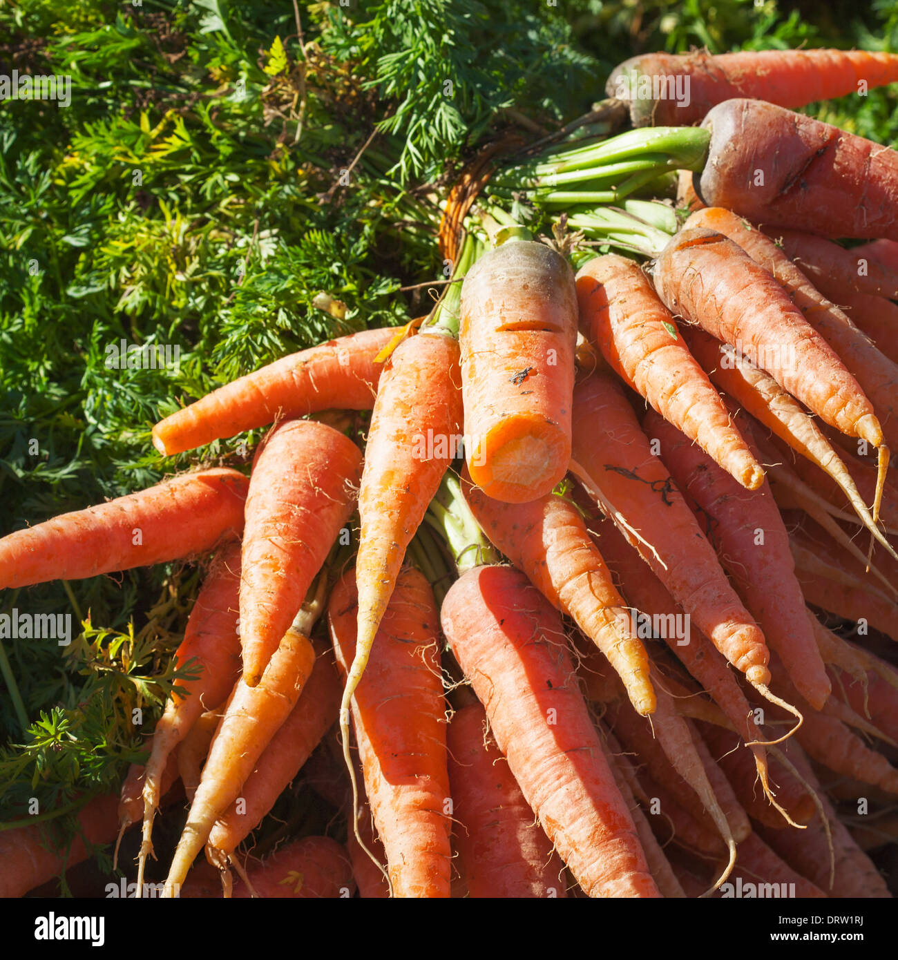 Farmers harvest carrots farm hi-res stock photography and images - Alamy