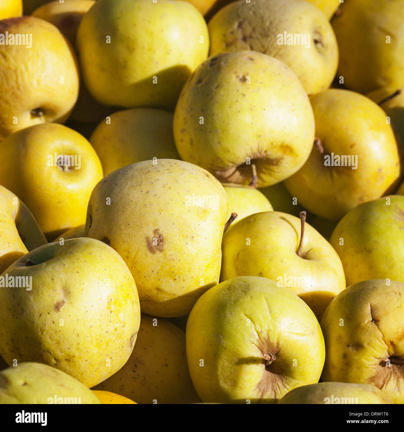 Fresh ripe golden apples at a farmers market Stock Photo - Alamy