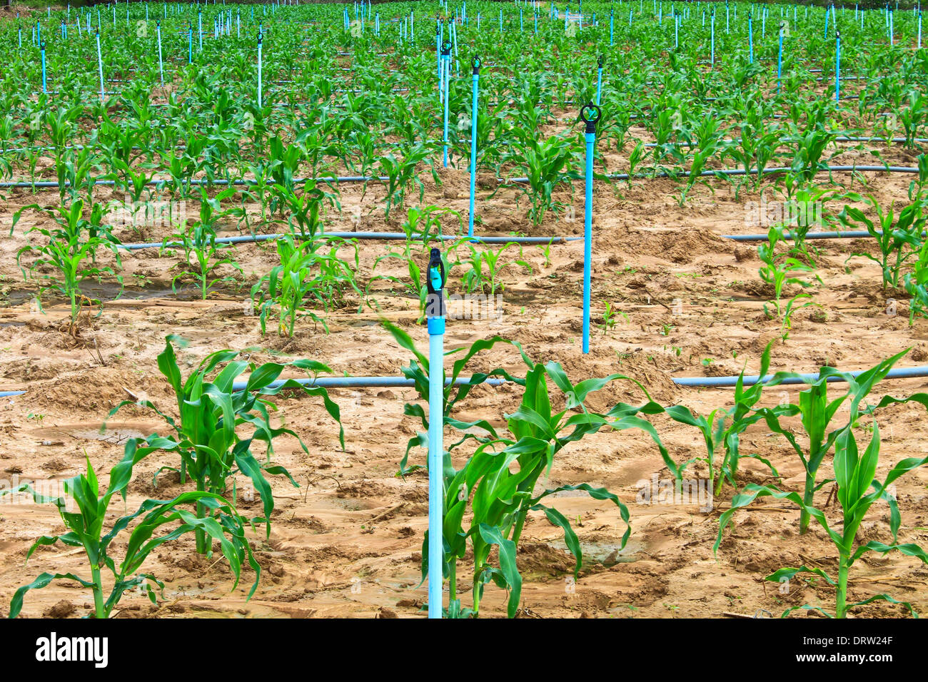 Fields of corn and Water spray on an agricultural Stock Photo - Alamy