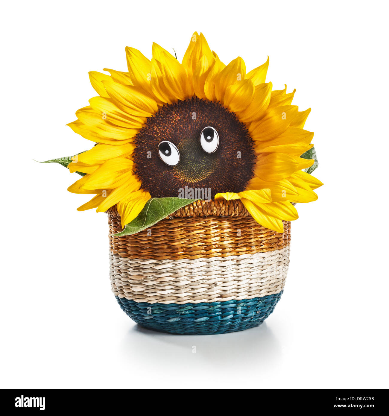 Happy smiling sunflower in basket on white background, clipping path ...