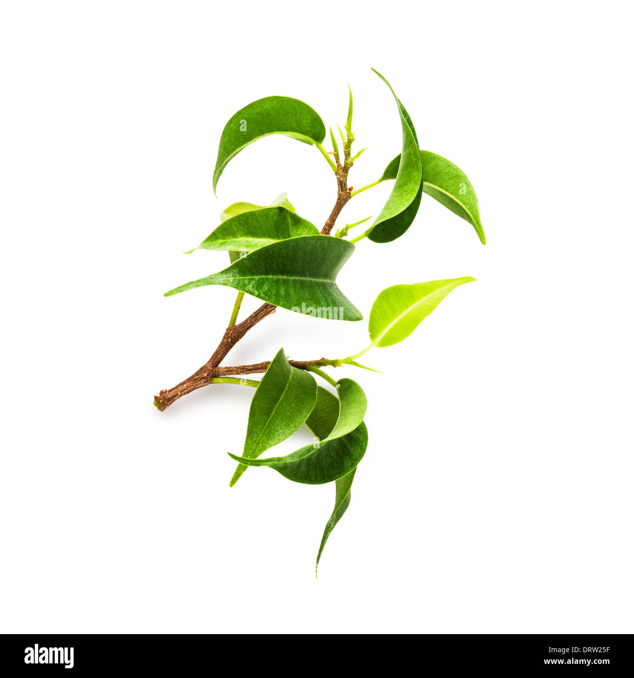Branch of ficus benjamina houseplant on white background, clipping path ...