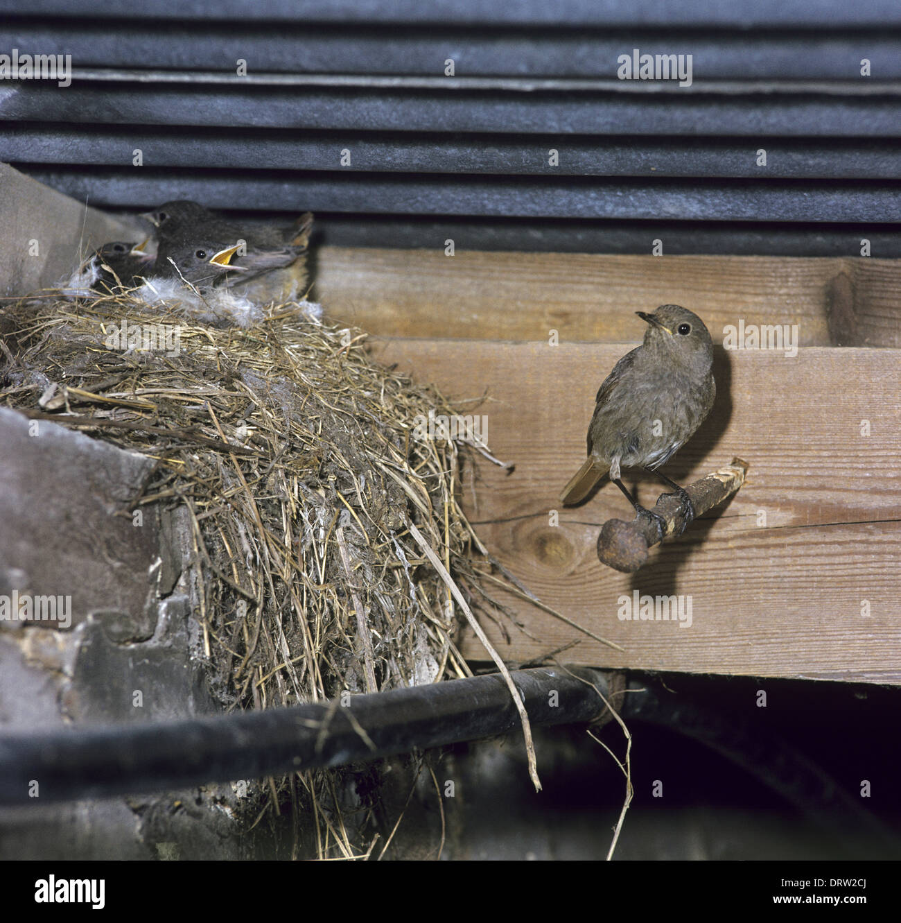 Nesting redstart hi-res stock photography and images - Alamy