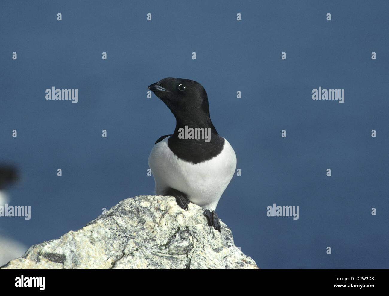 Little Auk Alle alle Stock Photo - Alamy