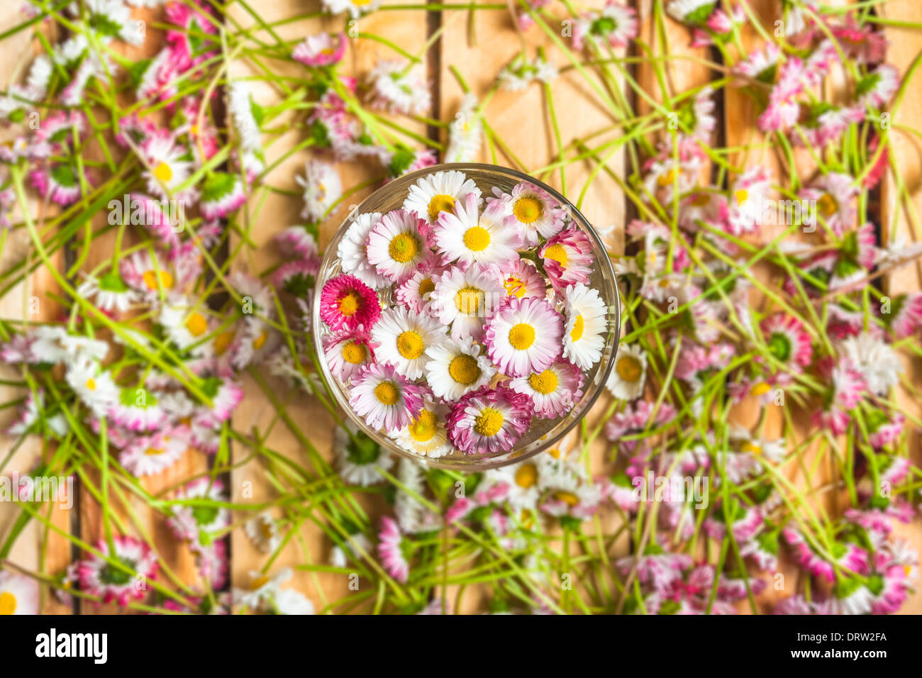 Fresh cut daisies hi-res stock photography and images - Alamy