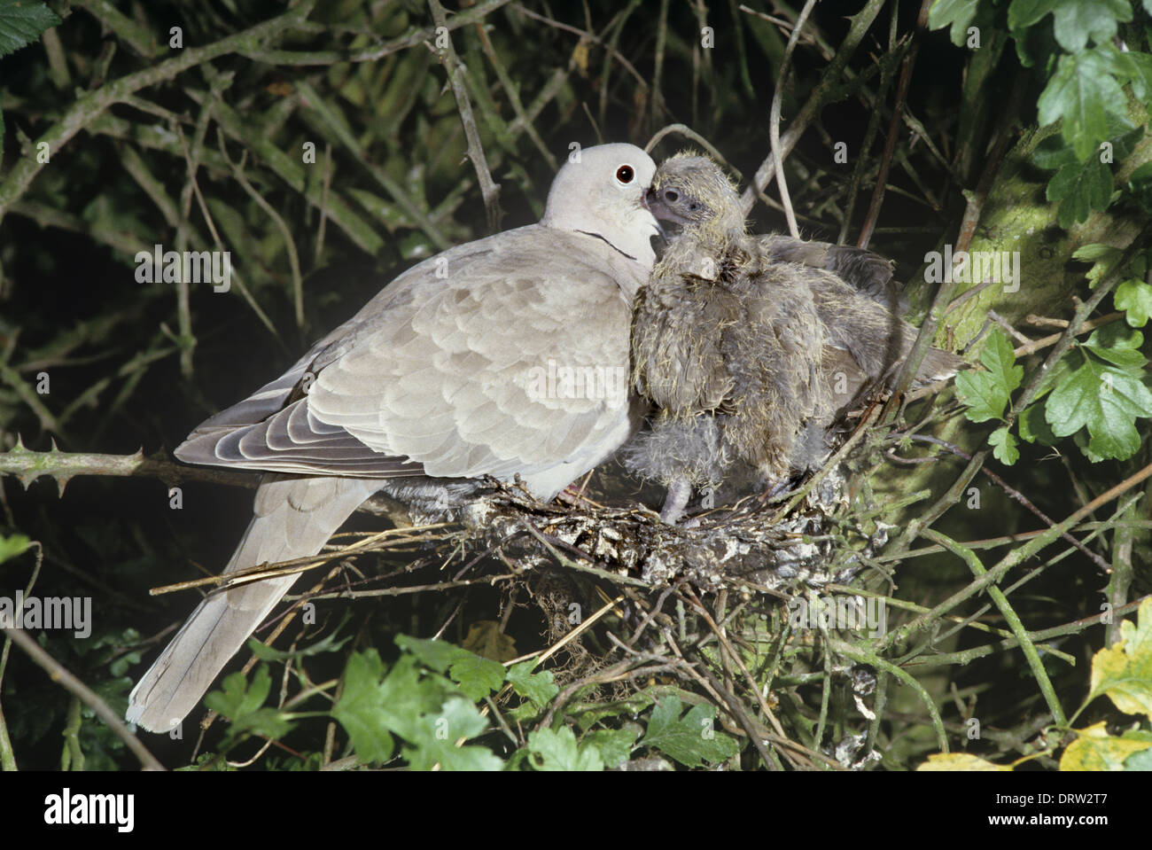 Collared Dove Streptopelia decaocto Stock Photo - Alamy