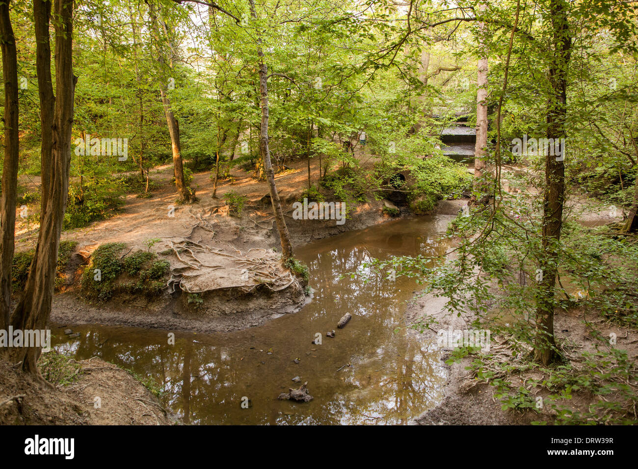 Woodland mud hi-res stock photography and images - Alamy