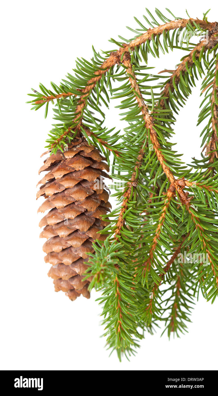 spruce tree branch with cone isolated on white background Stock Photo - Alamy