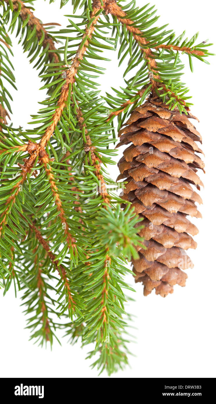 spruce tree branch with cone isolated on white background Stock Photo ...