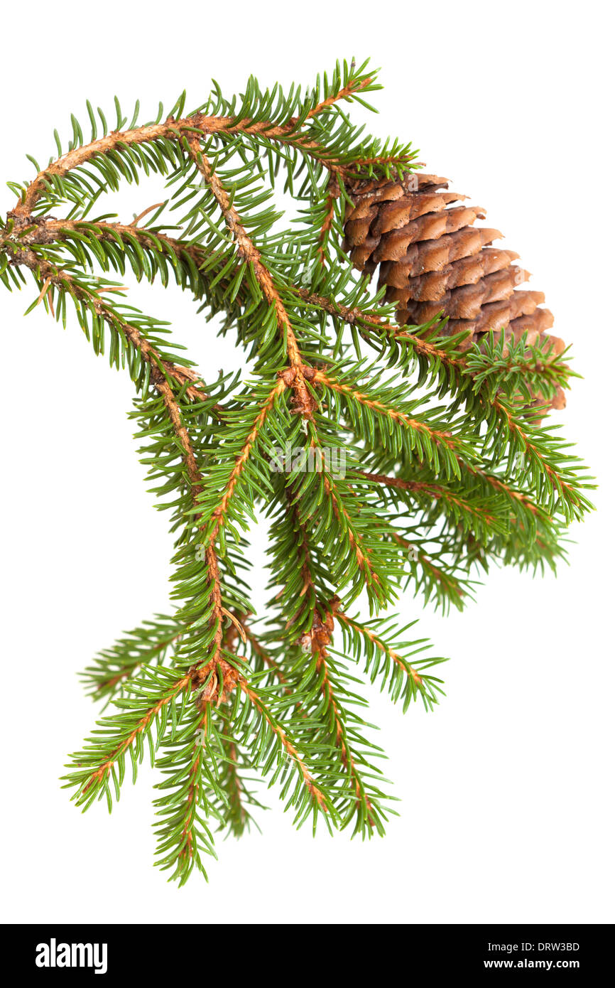 spruce tree branch with cone isolated on white background Stock Photo ...