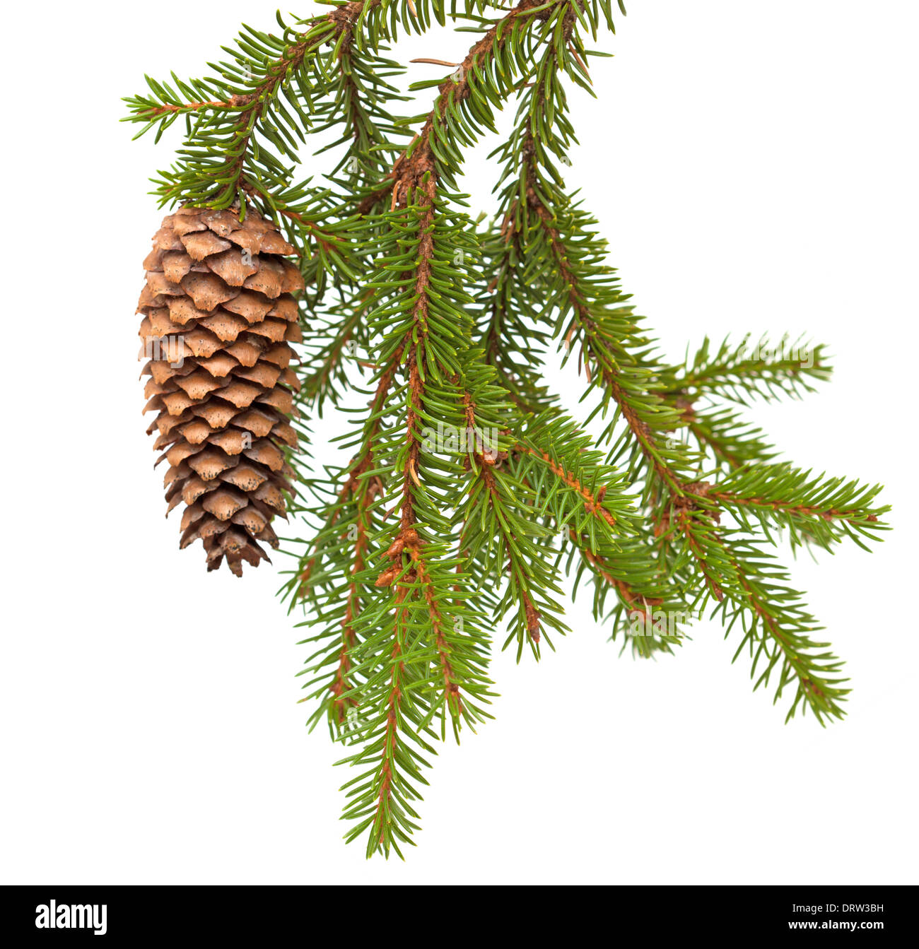spruce tree branch with cone isolated on white background Stock Photo ...