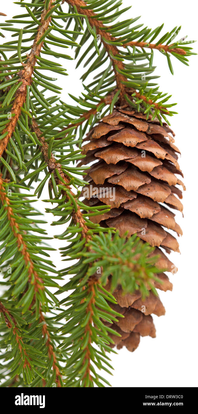 spruce tree branch with cone isolated on white background Stock Photo ...