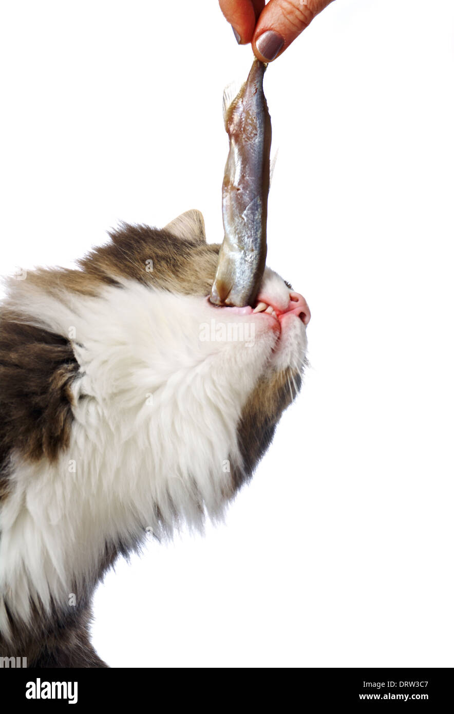 Cat fishes hi-res stock photography and images - Alamy