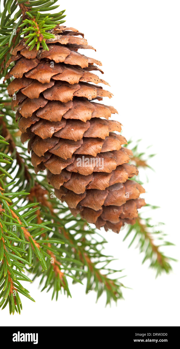 spruce tree branch with cone isolated on white background Stock Photo ...