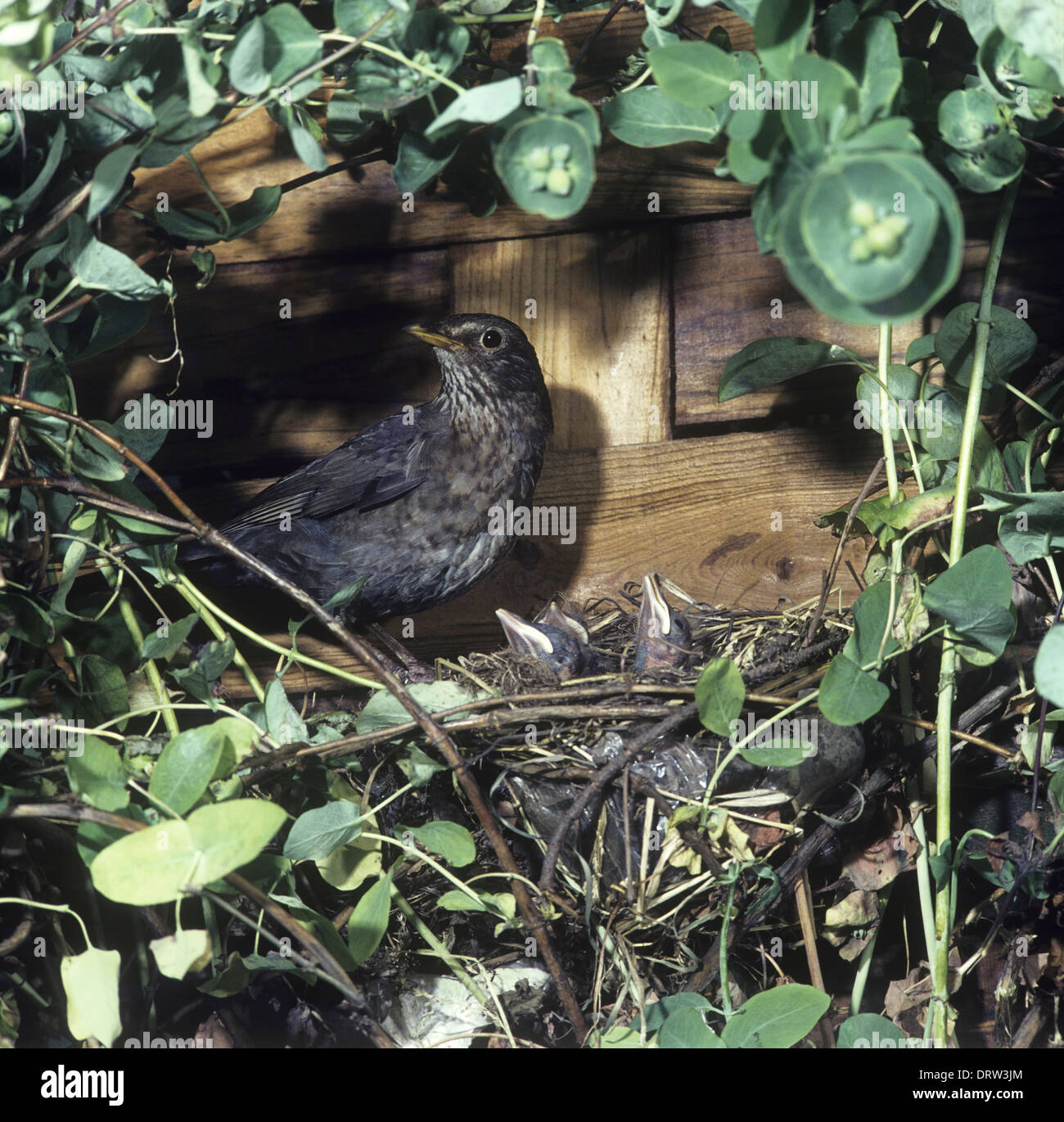 Blackbird Turdus merula Stock Photo - Alamy