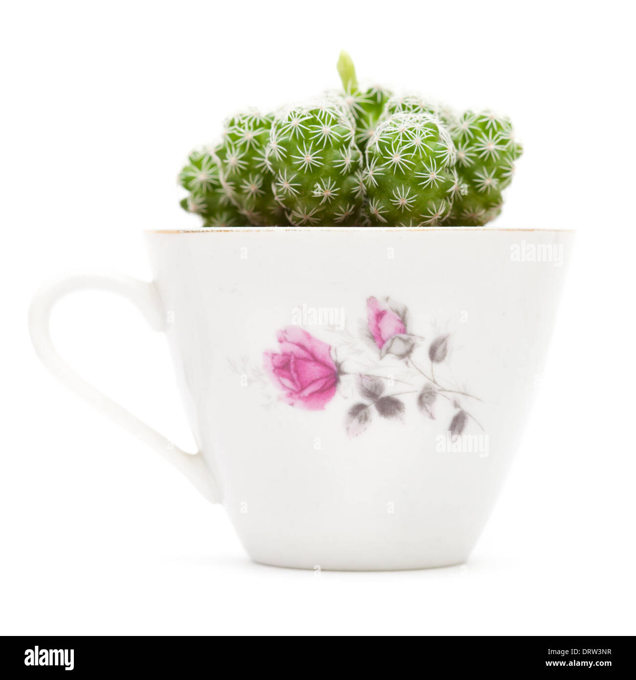 Small cacti in flower Cut Out Stock Images & Pictures - Alamy